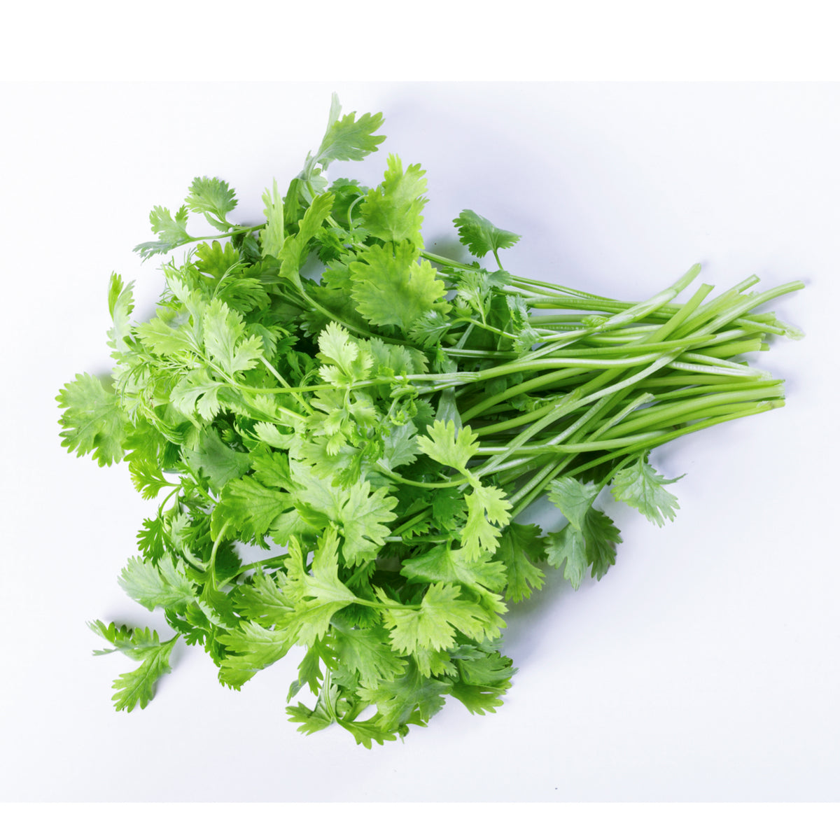 CORIANDER - Bunch – Lady Providore