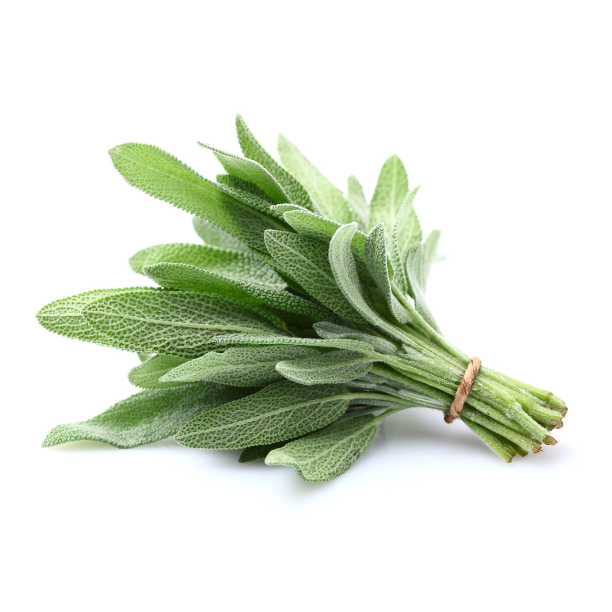 SAGE - Bunch – Lady Providore