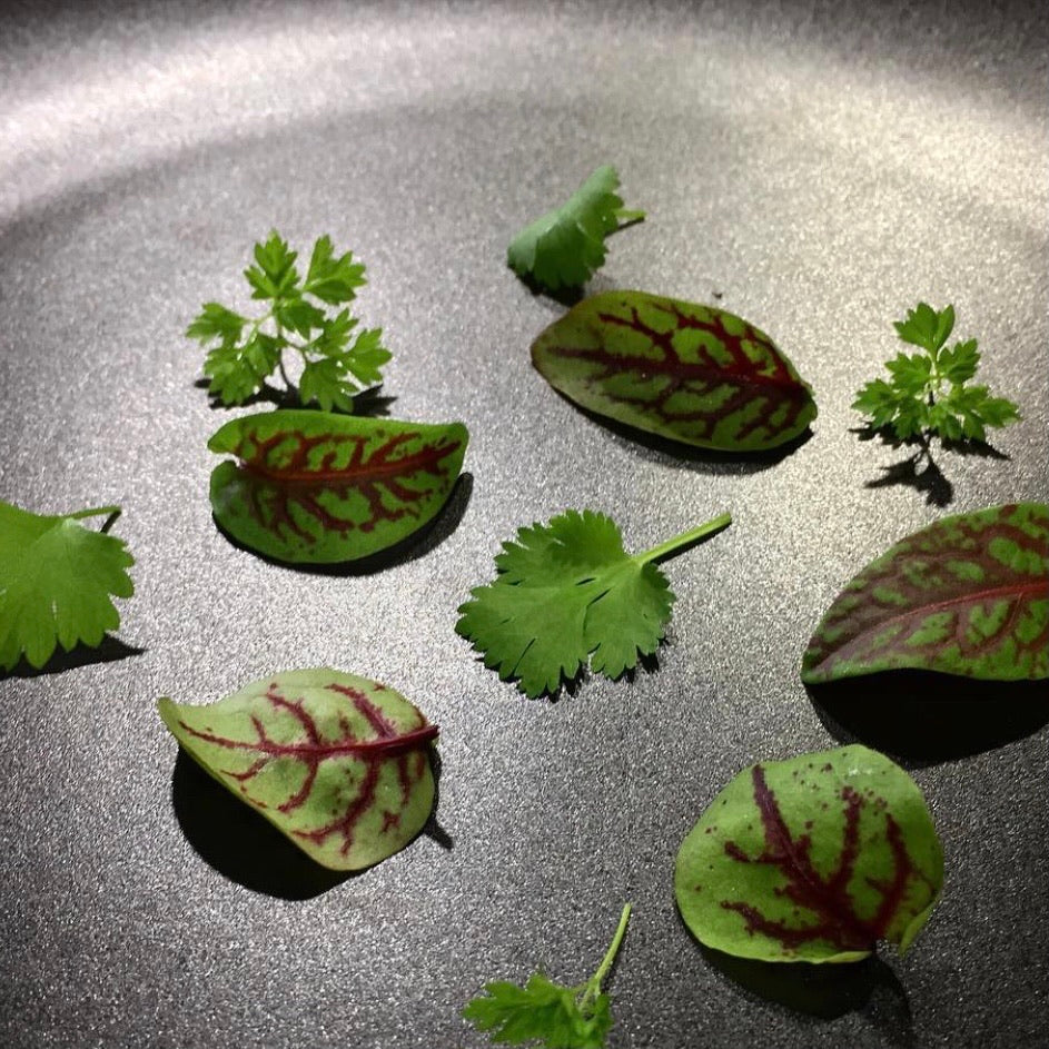 MICRO HERBS - Punnet – Lady Providore