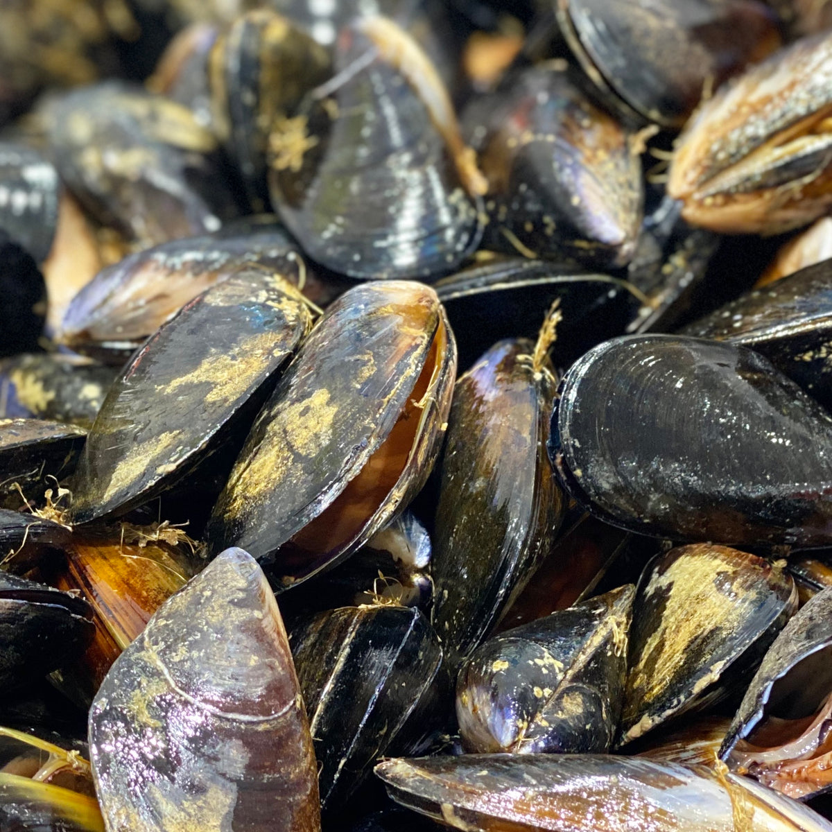 MUSSELS - AUSSIE 1kg – Lady Providore